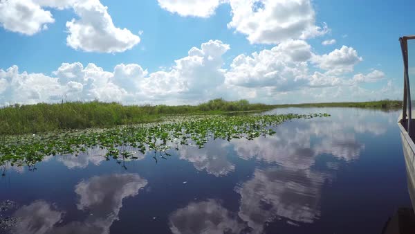 Airboat tour in beautiful Everglades swamp wilderness, touristic ...
