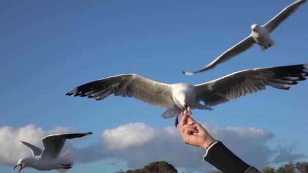 SLOW MOTION CLOSE UP: Cute, brave seagull flying towards a young girls ...