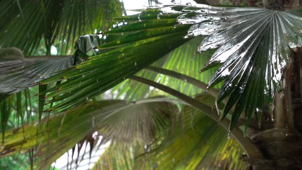 Rain drops falling down and washing lush green palm tree leaf during ...