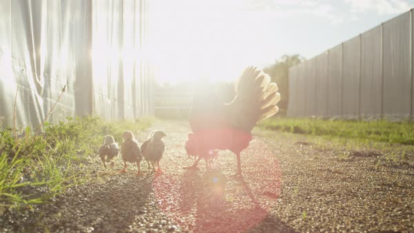 SLOW MOTION CLOSE UP DOF: Caring chicken protecting small fluffy yellow ...