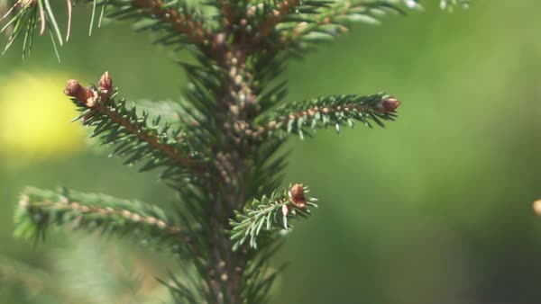 CLOSE UP, DOF: Detail of amazing fresh young buds growing on beautiful ...
