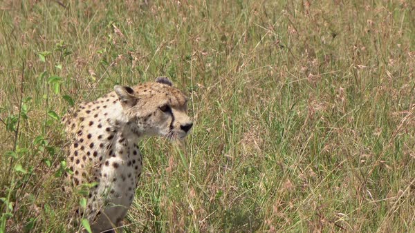 Close up. Stunning cheetah hiding in tall grass, waiting hidden in ...