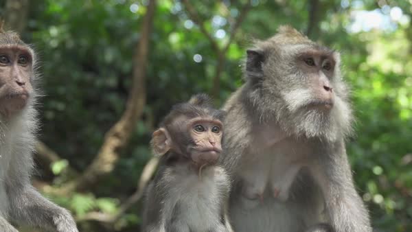 CLOSE UP: Cute long-tailed Balinese monkey family eating banana. Infant ...