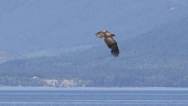 Bald eagle flying over lake and rocky shore. - Stock Video Footage ...