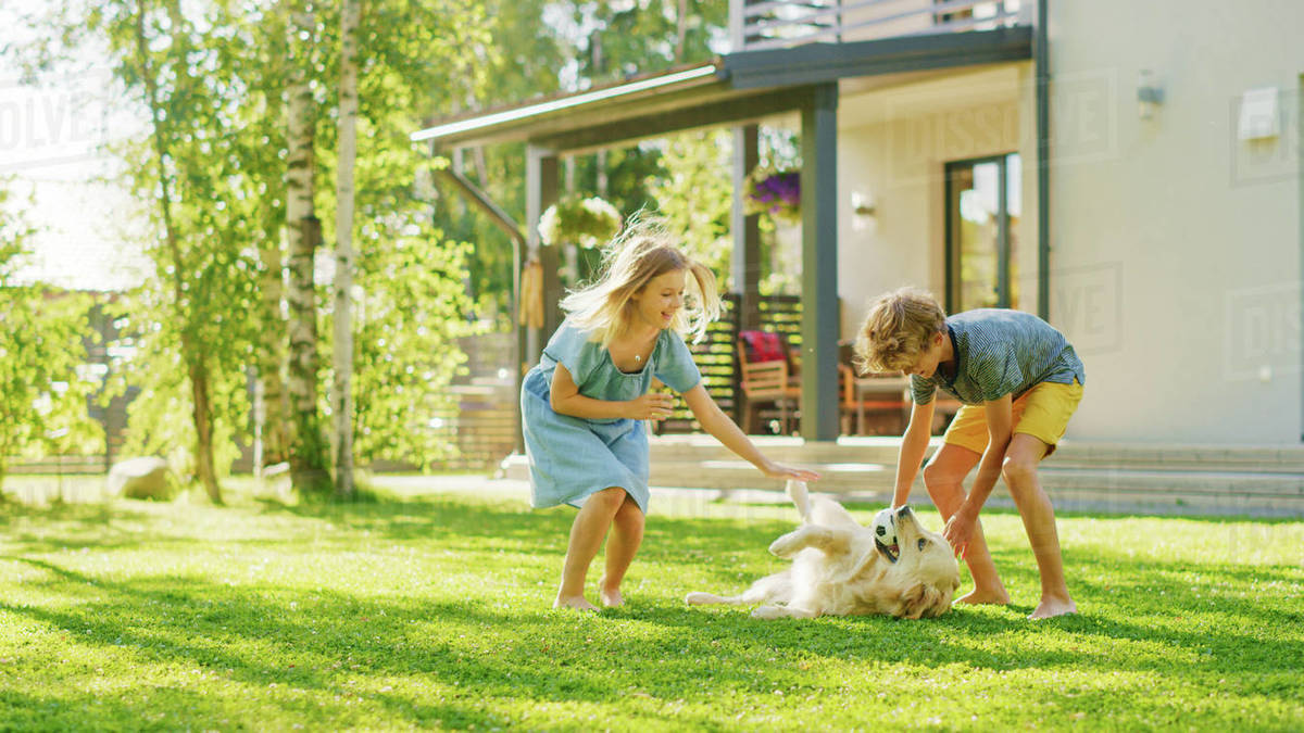 Two Kids Have fun with Their Handsome Golden Retriever Dog on the ...