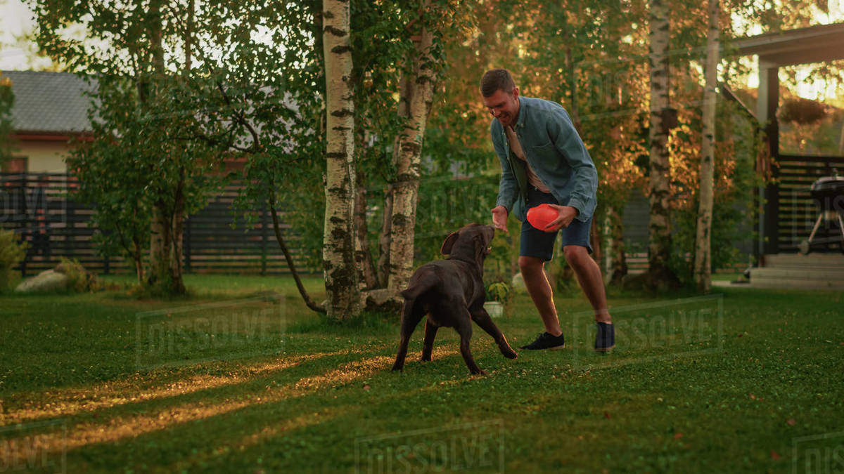 Handsome Man Plays Catch with Happy Brown Labrador Retriever Dog on the ...
