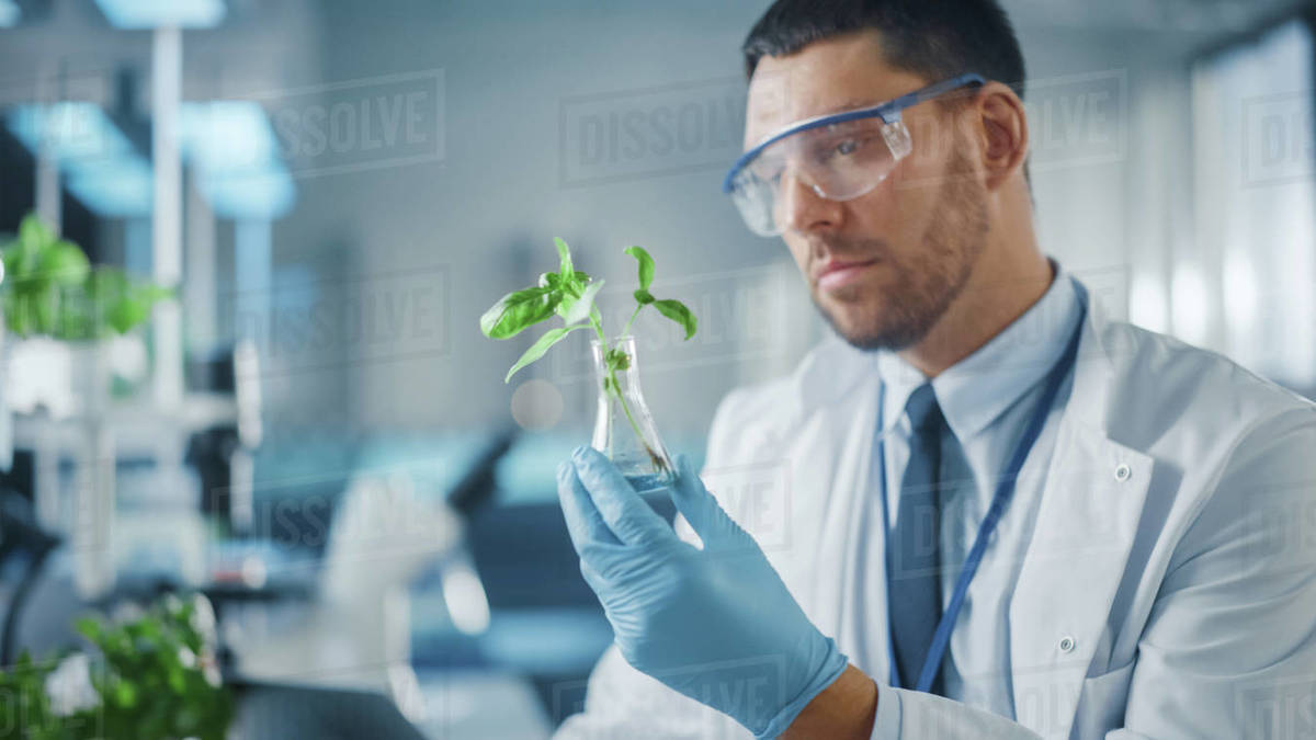 Male Microbiologist Looking at a Healthy Green Plant in a Sample Flask ...