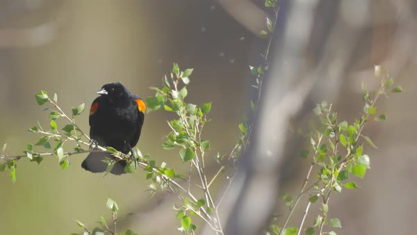 Red Winged Black Bird Mating Call Real Time - HD Royalty-free Stock ...