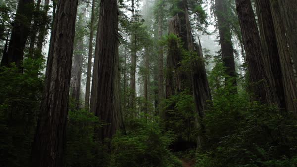 Wide shot of a path in a redwood forest - HD Rights-managed Stock Video ...