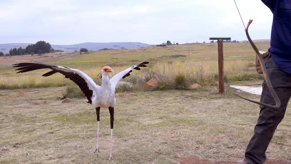 Secretary Bird kicking a rubber snake in the air held by trainer slow ...