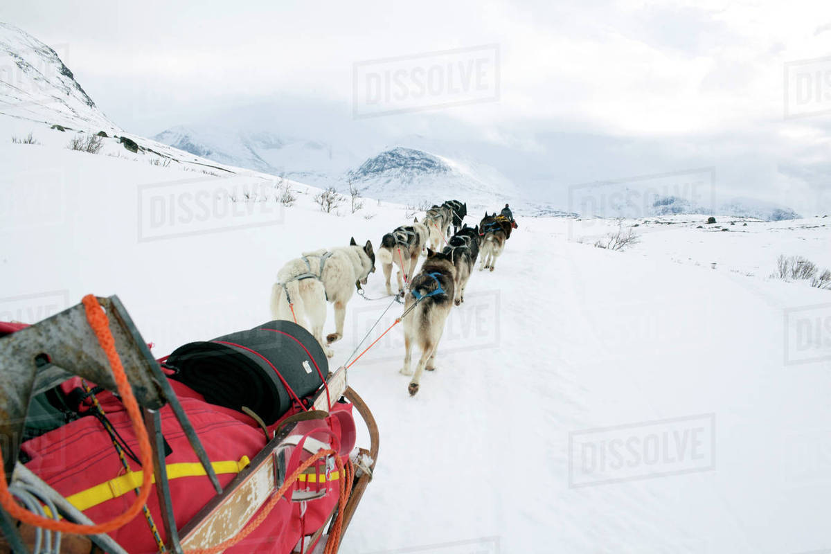 Dogs pulling sleigh - Royalty-free Stock Photo | Dissolve