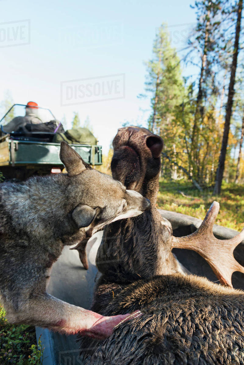 Hunting dog near dead elk - Stock Photo - Dissolve