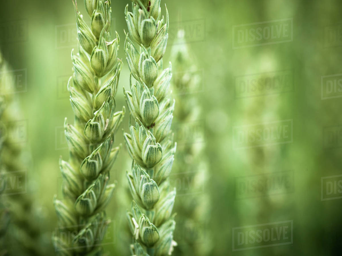 Wheat, close-up - Royalty-free Stock Photo | Dissolve