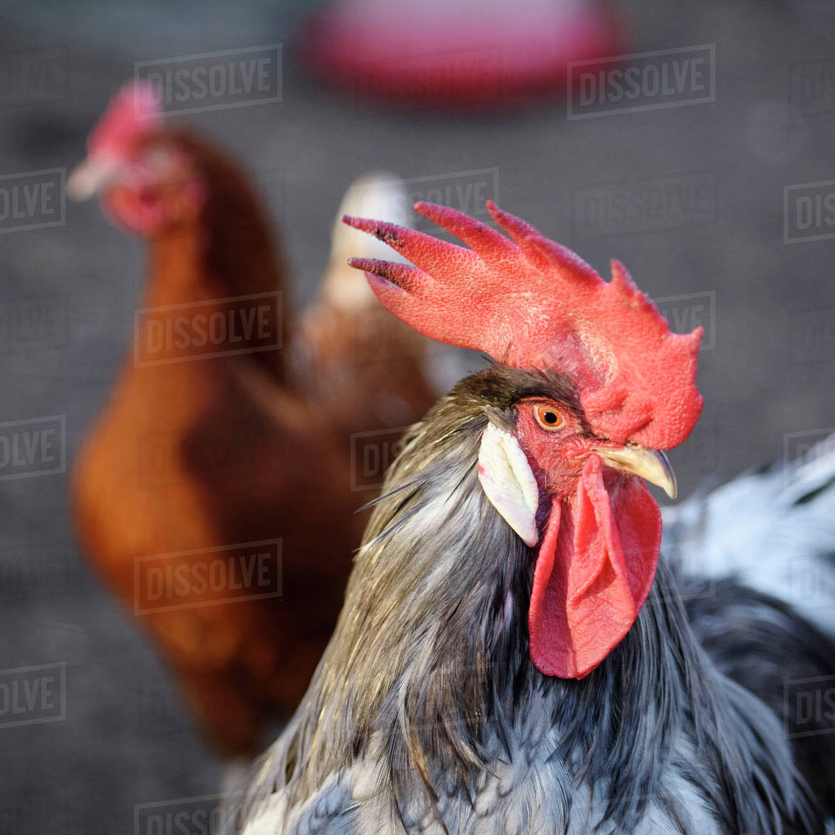 Rooster head - Royalty-free Stock Photo | Dissolve