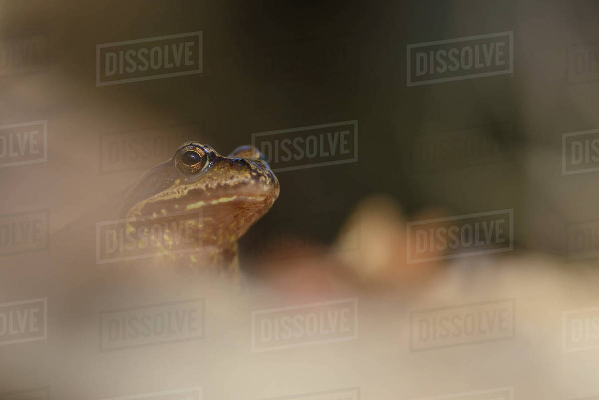 Close-up of frog - Stock Photo - Dissolve