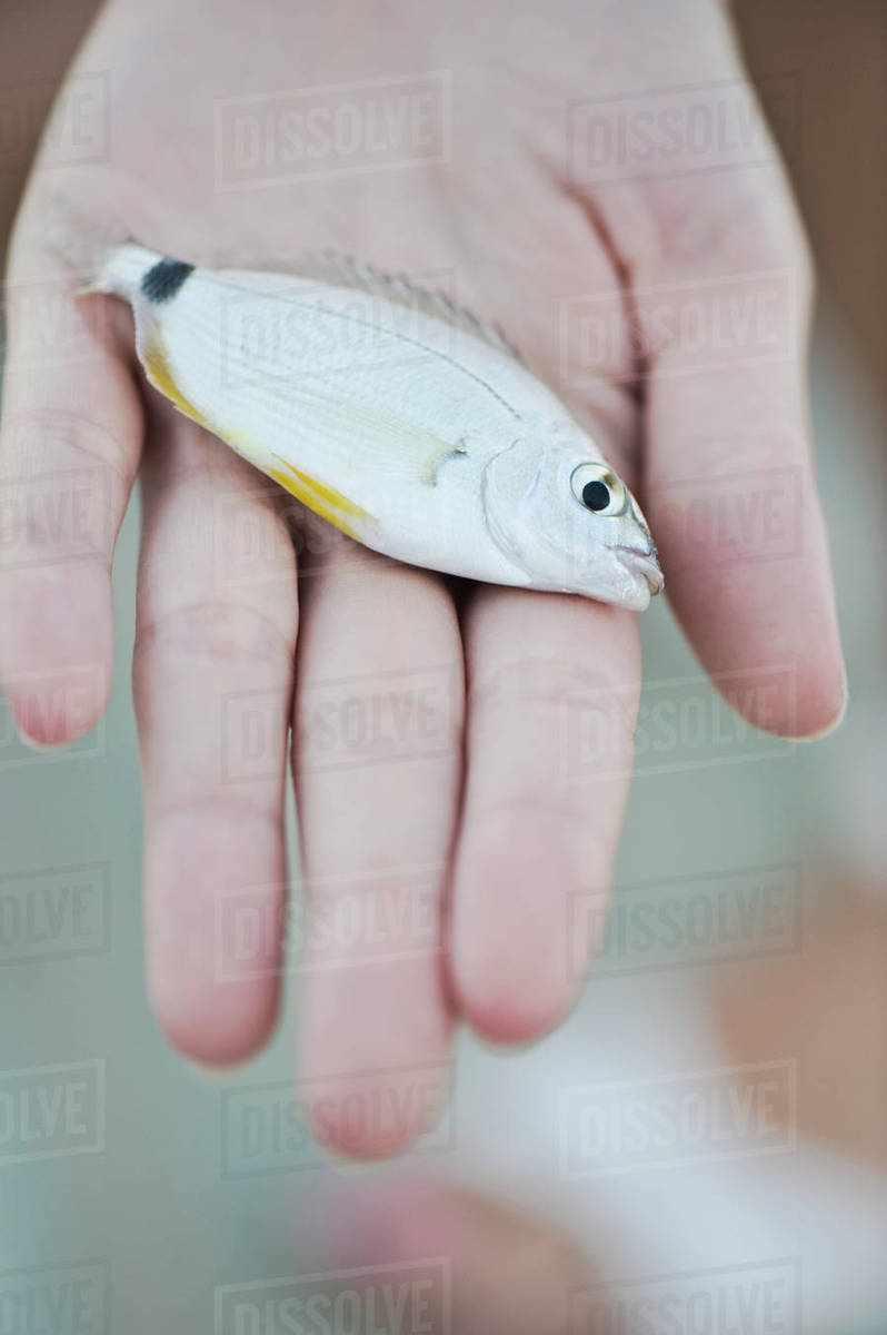 Fish on hand - Royalty-free Stock Photo | Dissolve