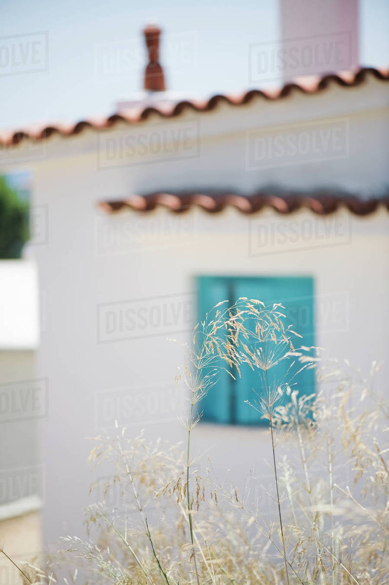 Grass, building on background - Stock Photo - Dissolve