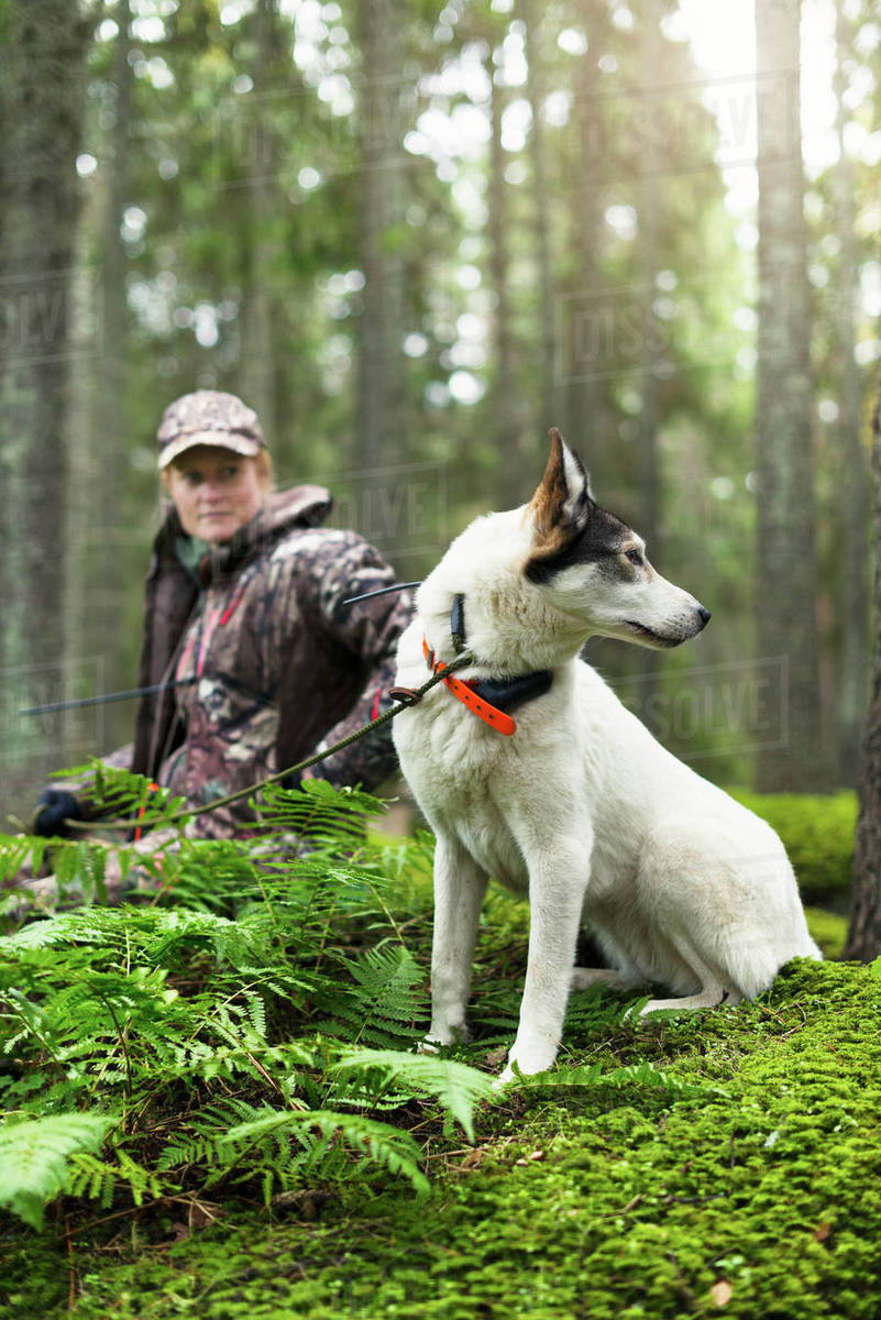 Woman with hunting dog in forest - Stock Photo - Dissolve