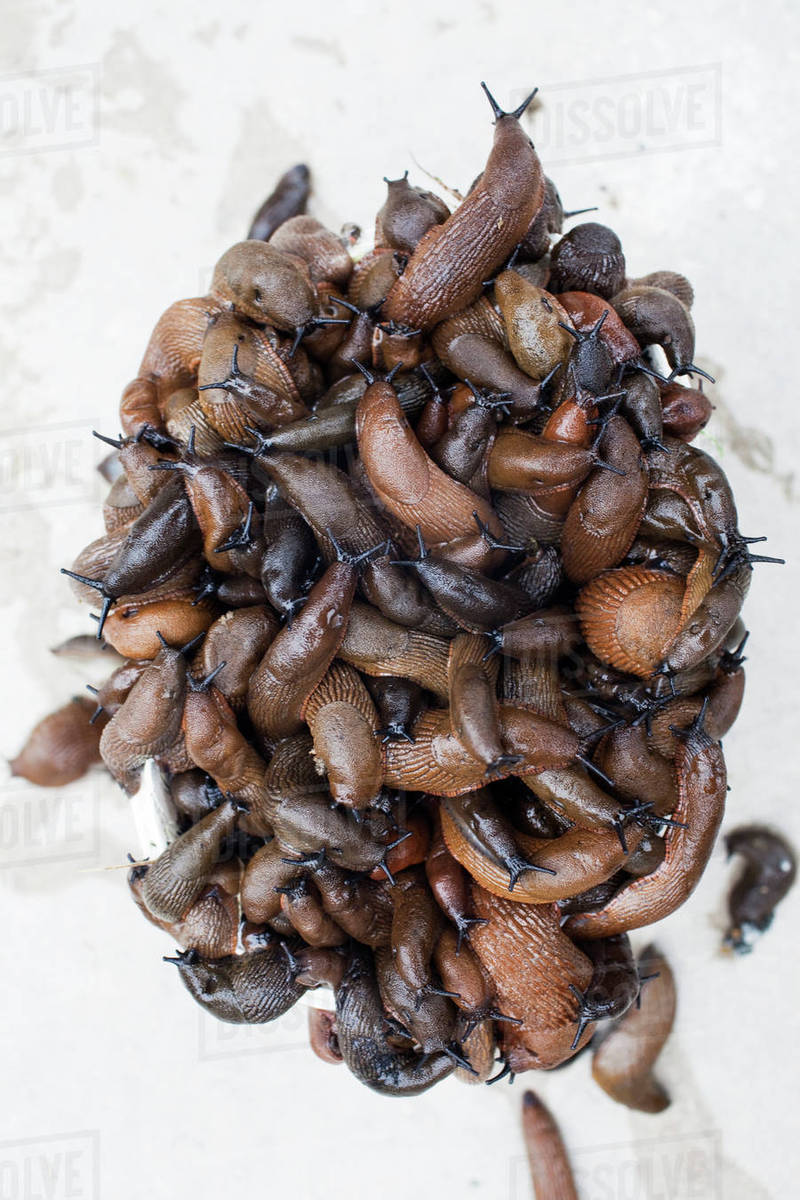 Garden slugs - Royalty-free Stock Photo | Dissolve