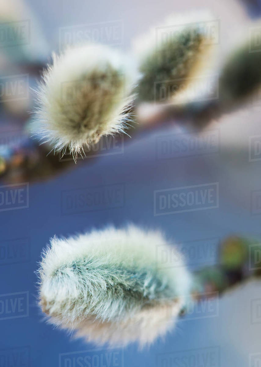 Magnolia sprout, close-up - Royalty-free Stock Photo | Dissolve