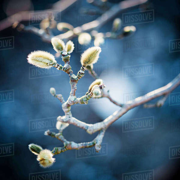 Magnolia sprout, close-up - Royalty-free Stock Photo | Dissolve