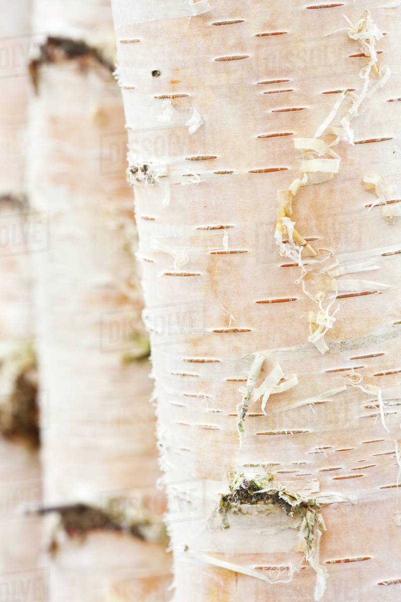 Close-up of birch bark - Stock Photo - Dissolve