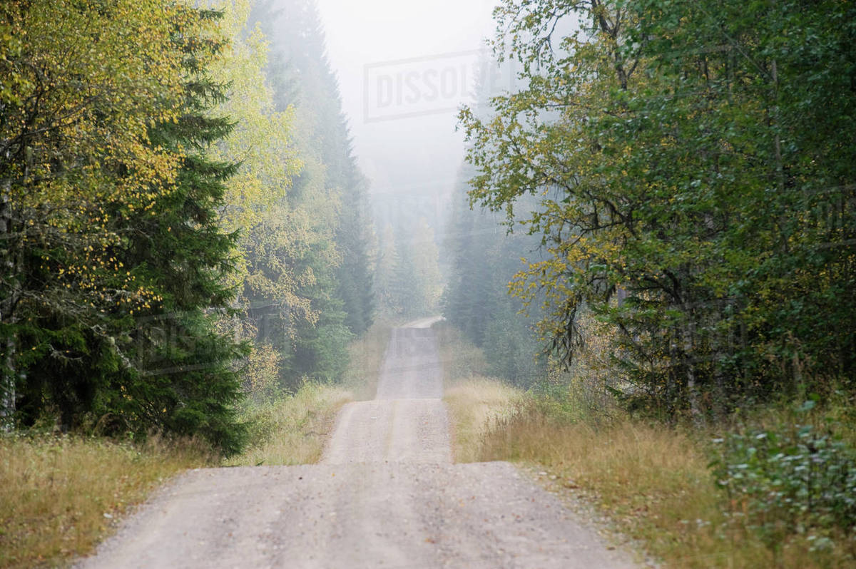 Road through forest - Royalty-free Stock Photo | Dissolve