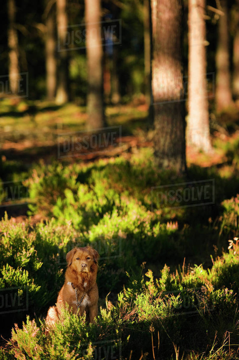Dog in forest - Stock Photo - Dissolve