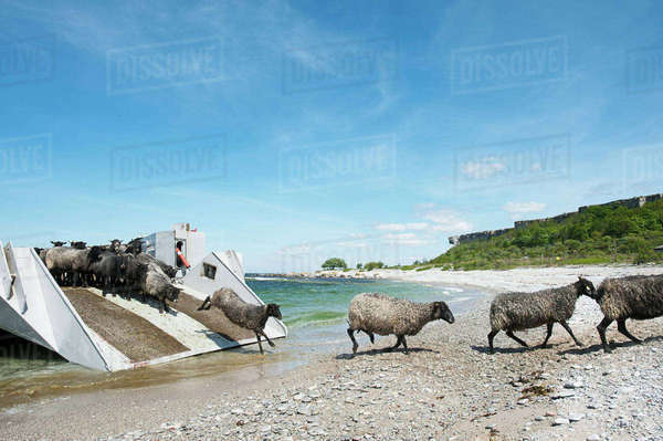 Sheep leaving boat - Royalty-free Stock Photo | Dissolve