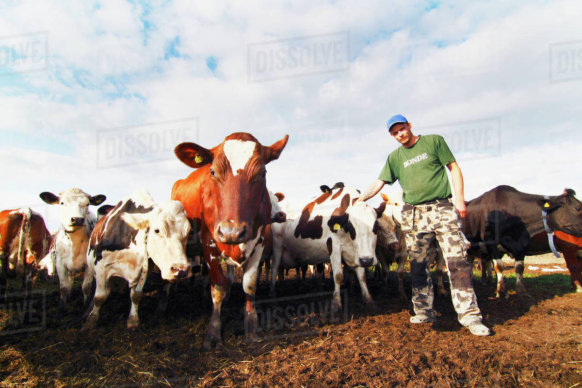 Man with cows on pasture - Royalty-free Stock Photo | Dissolve