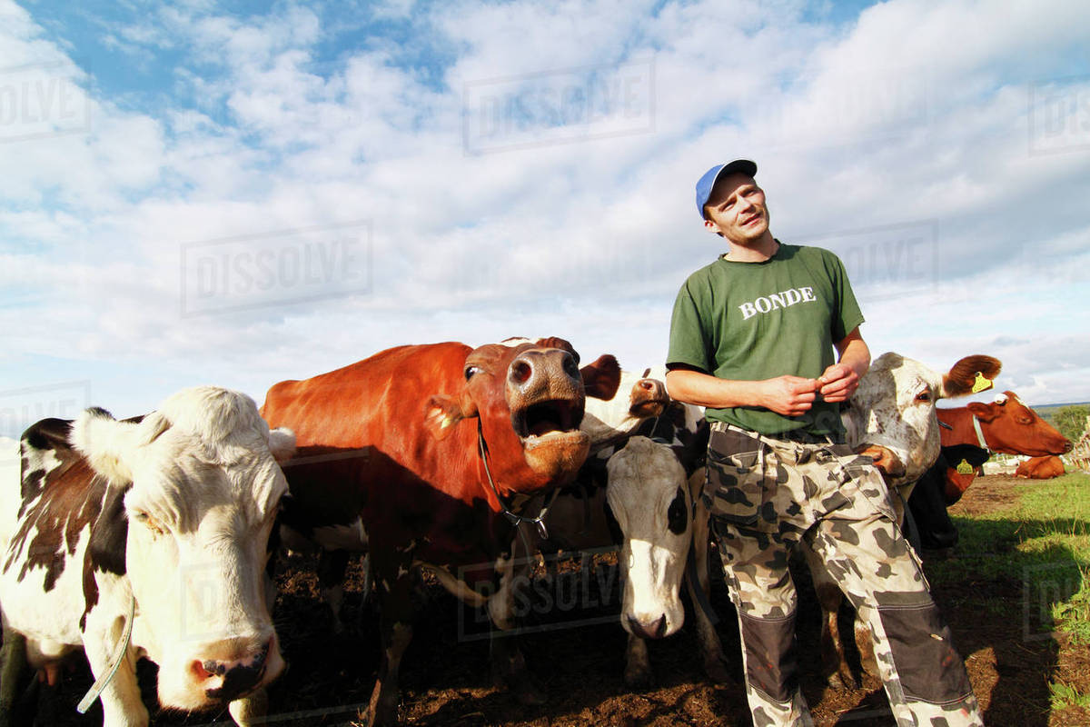 Man with cows on pasture - Royalty-free Stock Photo | Dissolve