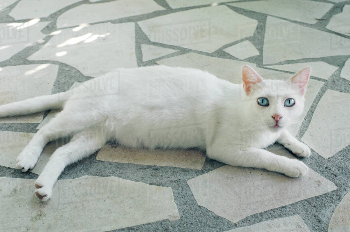 White cat looking at camera - Royalty-free Stock Photo | Dissolve