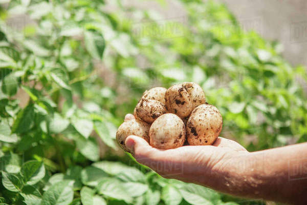 Hand holding potatoes - Royalty-free Stock Photo | Dissolve