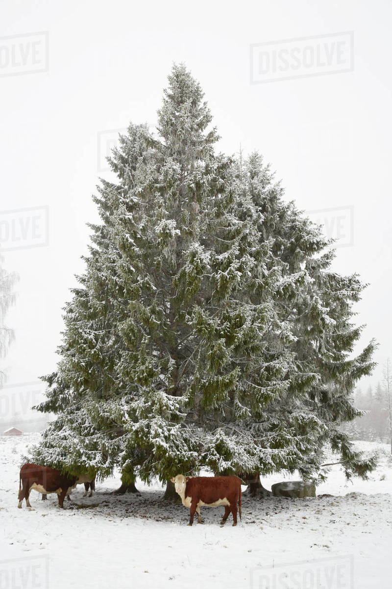 Cows at winter - Royalty-free Stock Photo | Dissolve
