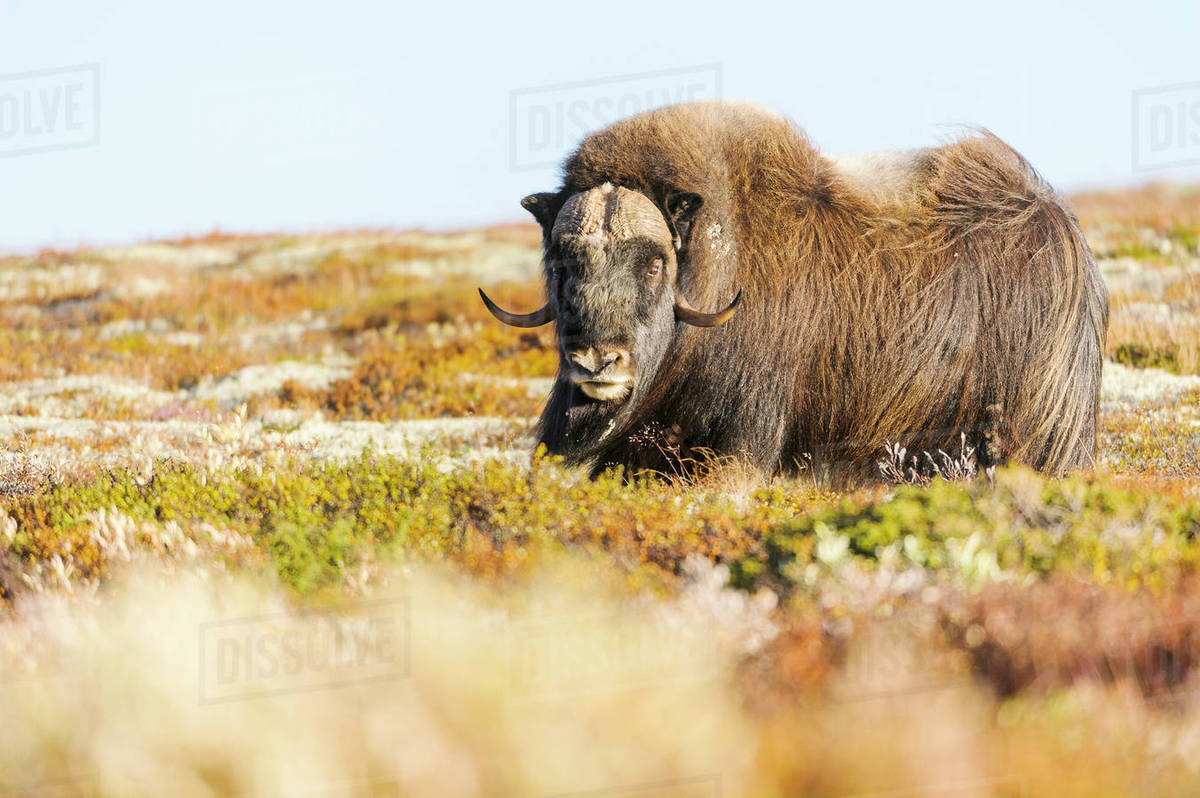 Musk ox on meadow - Royalty-free Stock Photo | Dissolve