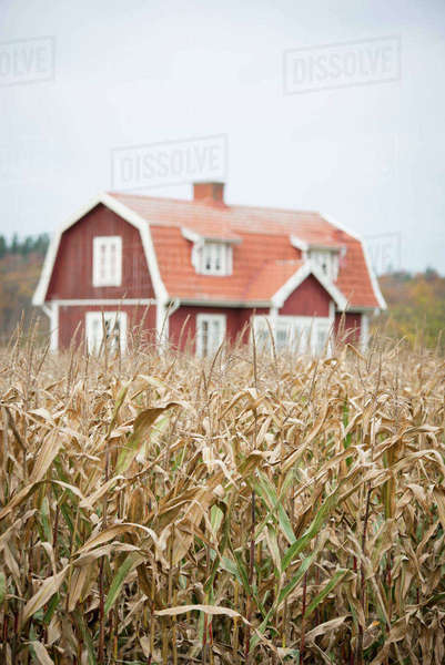 Corn field, farmhouse on background - Stock Photo - Dissolve