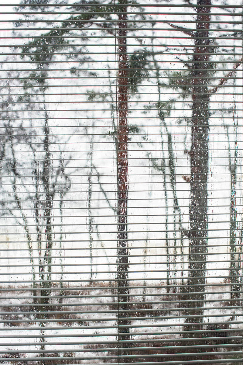Window trees, view through window - Stock Photo - Dissolve