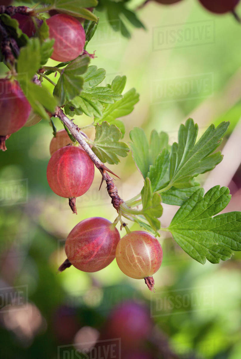 Close-up of gooseberries - Royalty-free Stock Photo | Dissolve