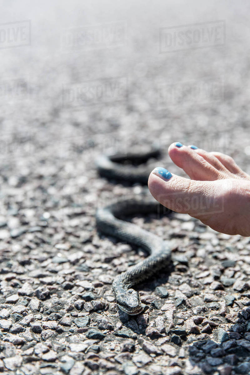 Womans foot and snake - Royalty-free Stock Photo | Dissolve