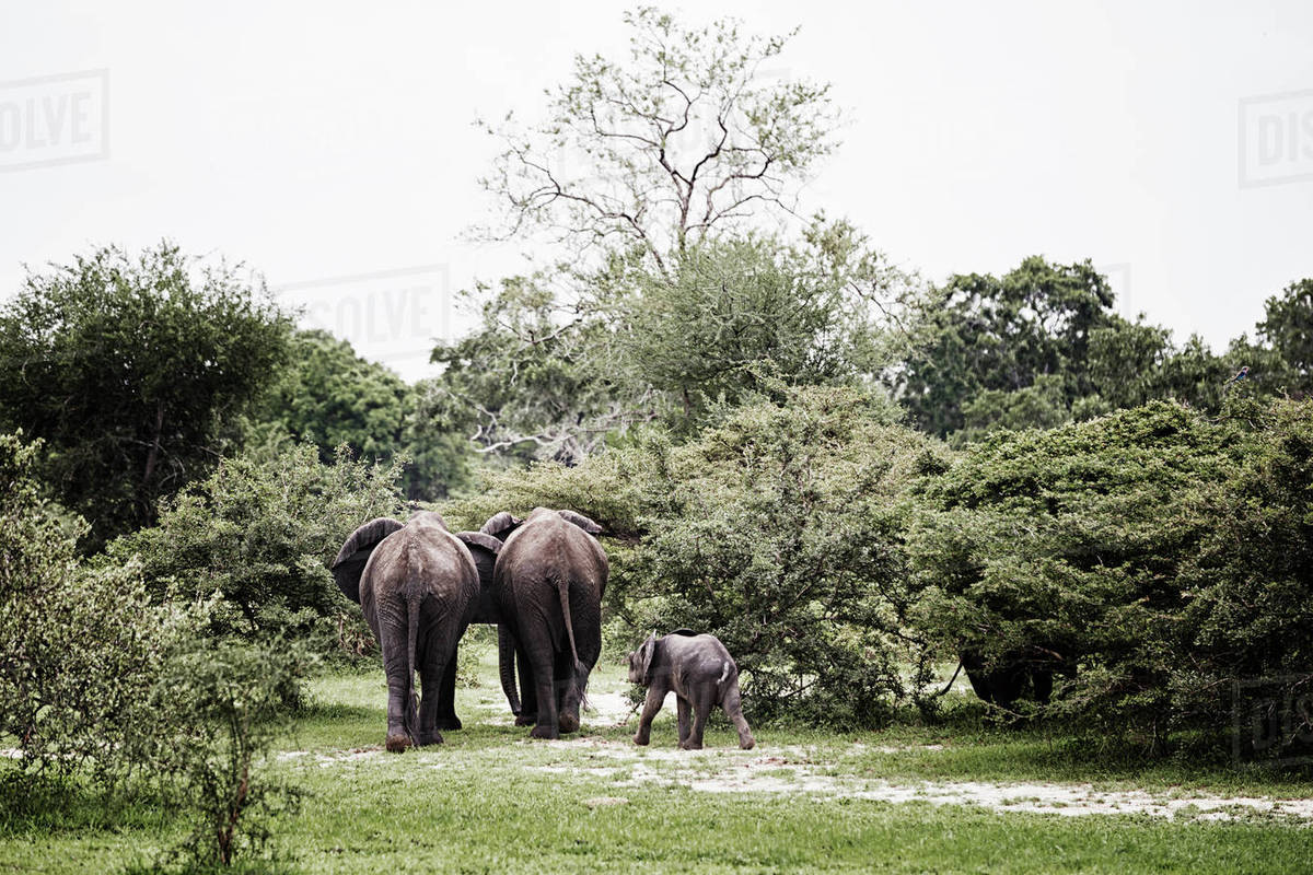 Elephants walking - Royalty-free Stock Photo | Dissolve