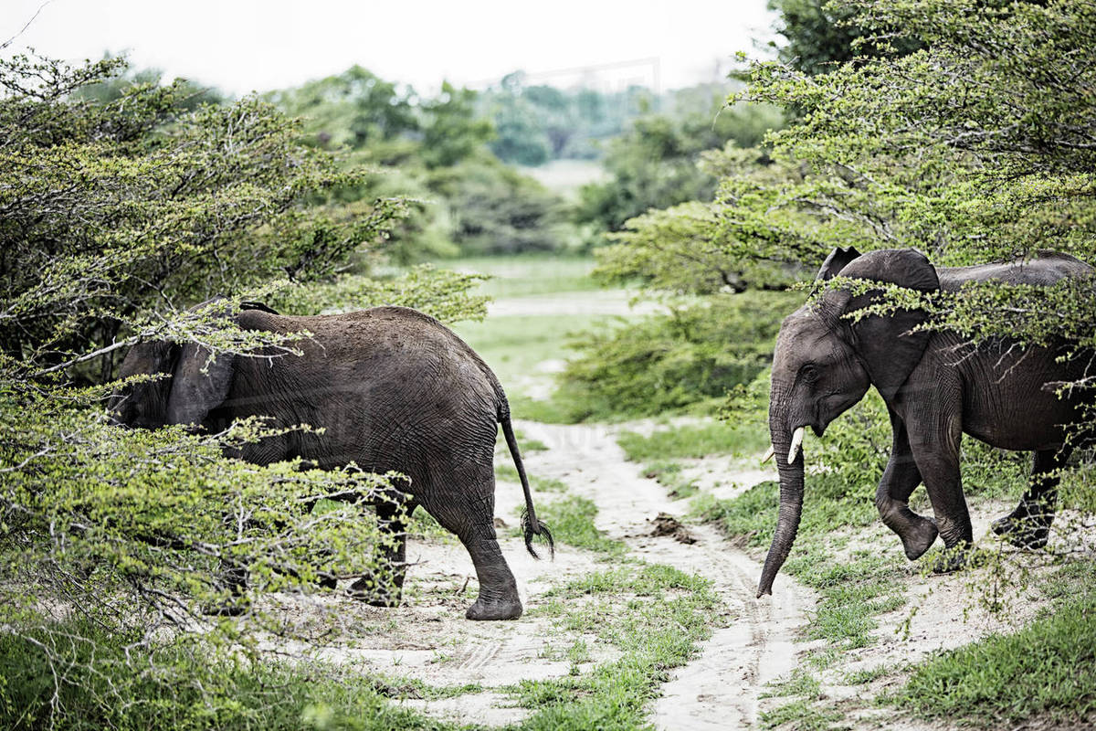 Elephants walking - Royalty-free Stock Photo | Dissolve
