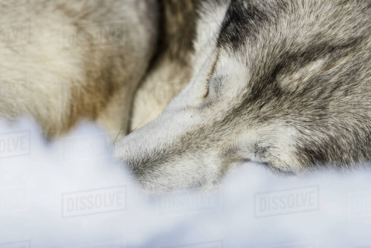 Dog sleeping in snow - Royalty-free Stock Photo | Dissolve