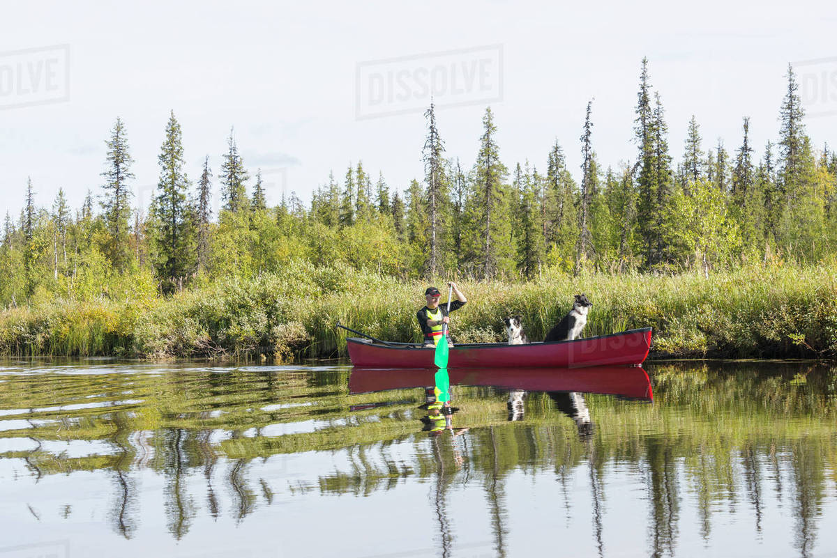 Man with two dogs rowing on lake - Royalty-free Stock Photo | Dissolve