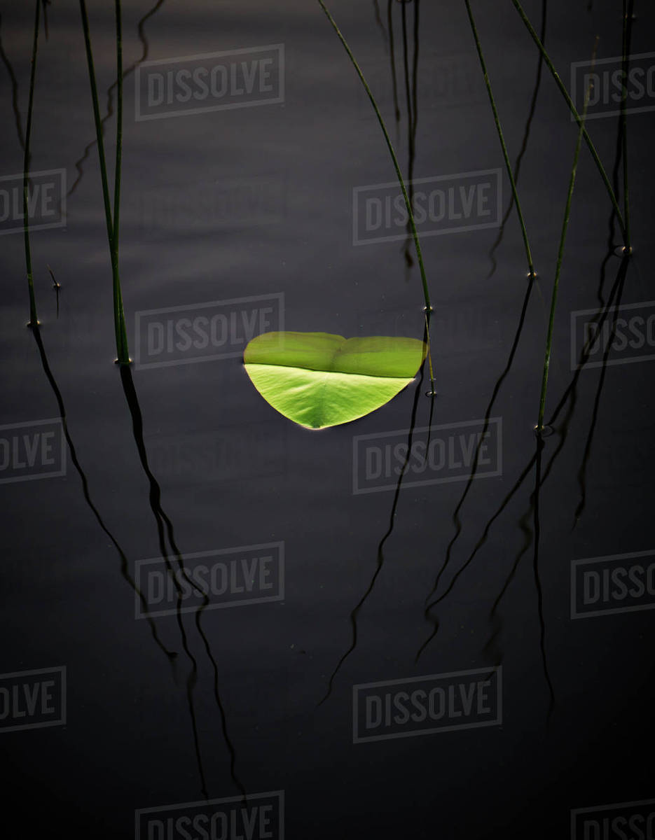 Leaf on water - Royalty-free Stock Photo | Dissolve