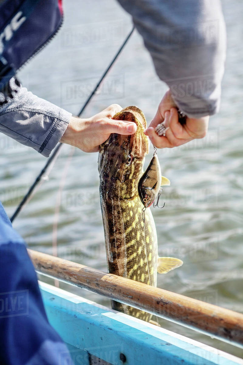 Man holding caught fish - Stock Photo - Dissolve