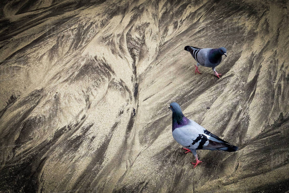 Pigeons walking on dry mud - Royalty-free Stock Photo | Dissolve