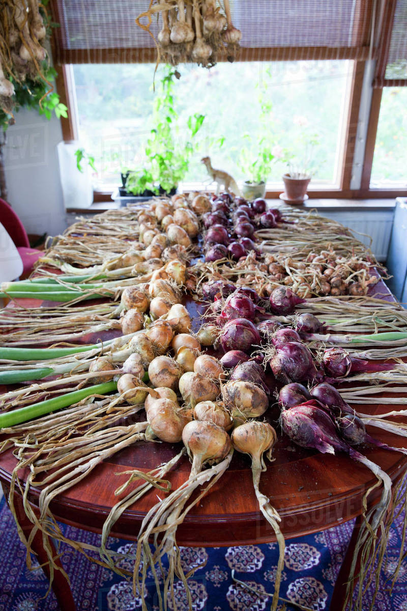 Drying onion - Royalty-free Stock Photo | Dissolve