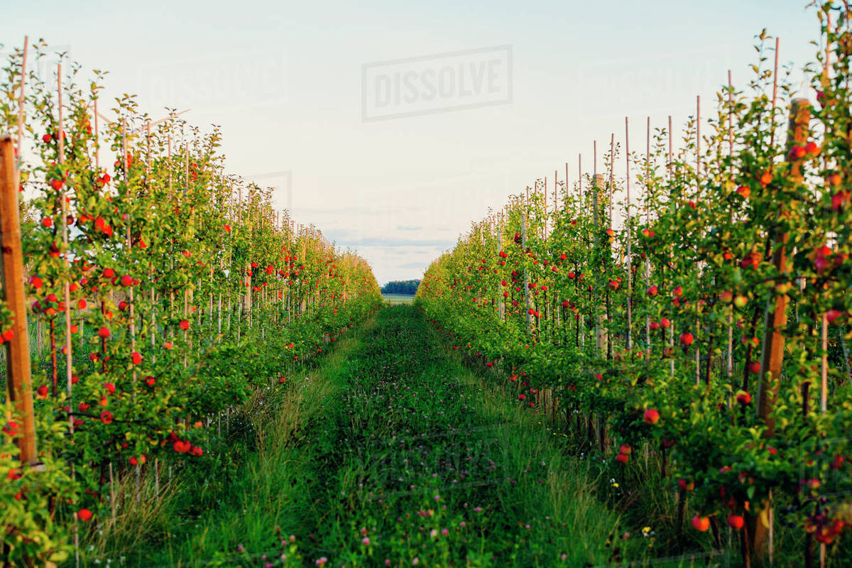Apple orchard - Royalty-free Stock Photo | Dissolve