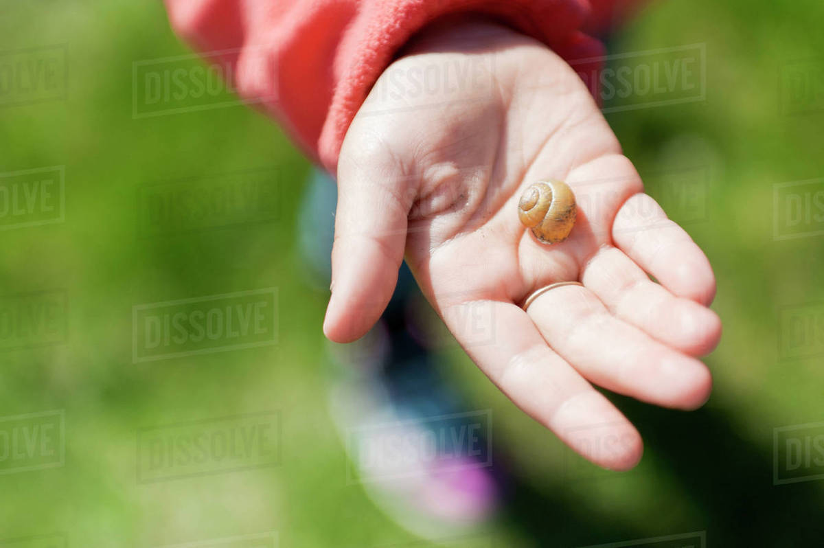 Girl holding snail in hand - Stock Photo - Dissolve