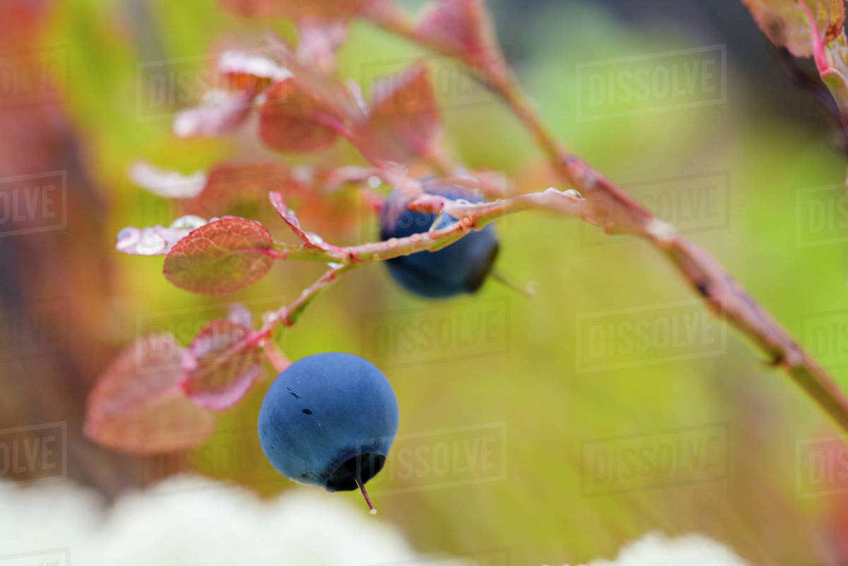 Blueberry, close-up - Royalty-free Stock Photo | Dissolve